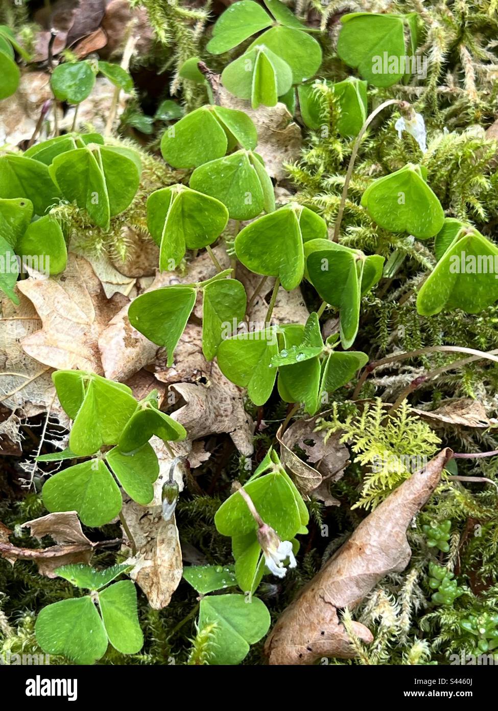 Woods clover hi-res stock photography and images - Alamy