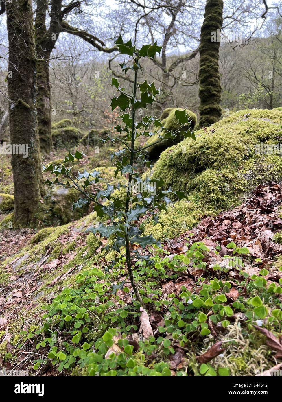 Spring of holly hi-res stock photography and images - Alamy
