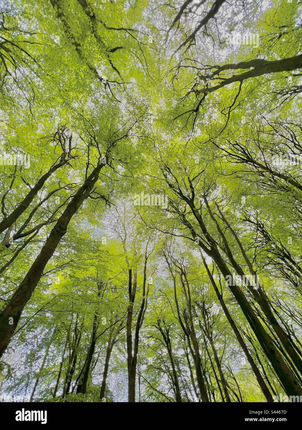 Canopy trees hi-res stock photography and images - Alamy