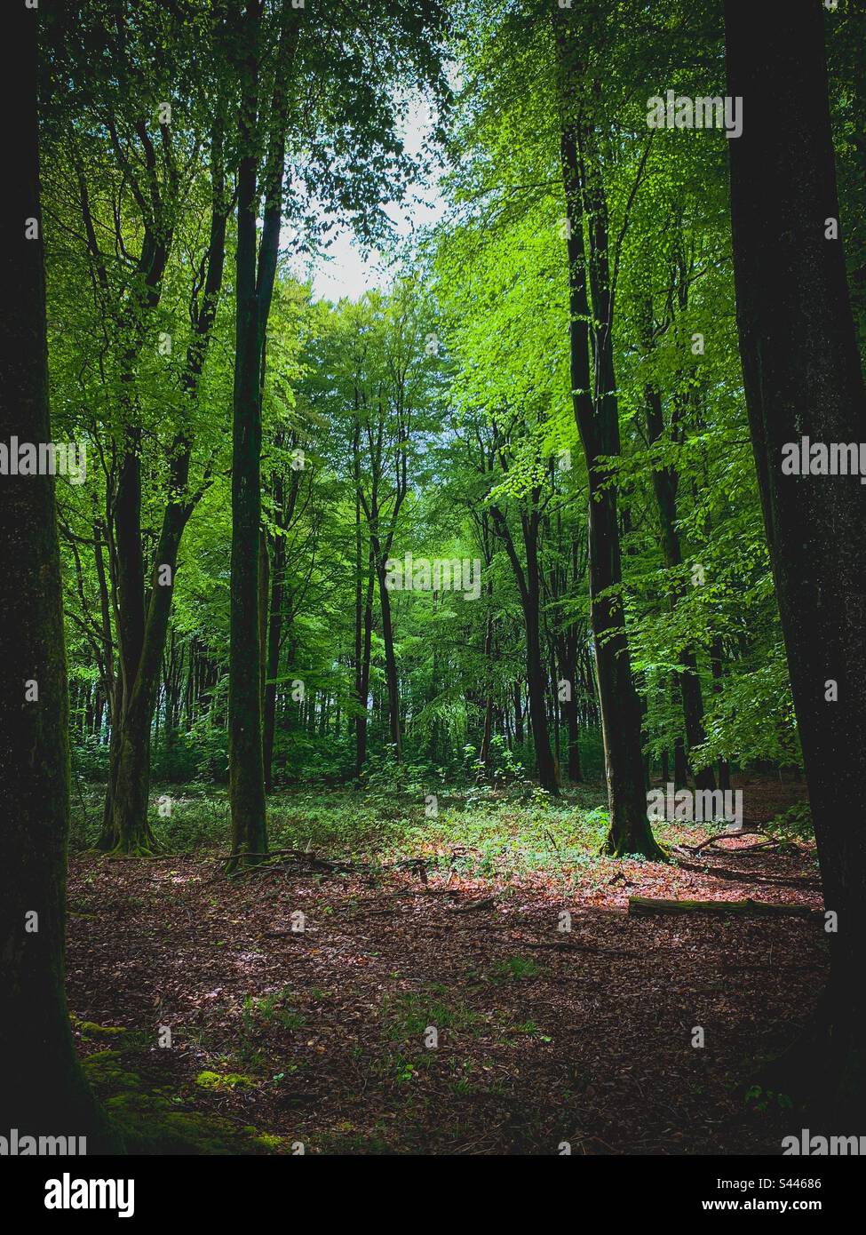 Woodland scenery hi-res stock photography and images - Alamy