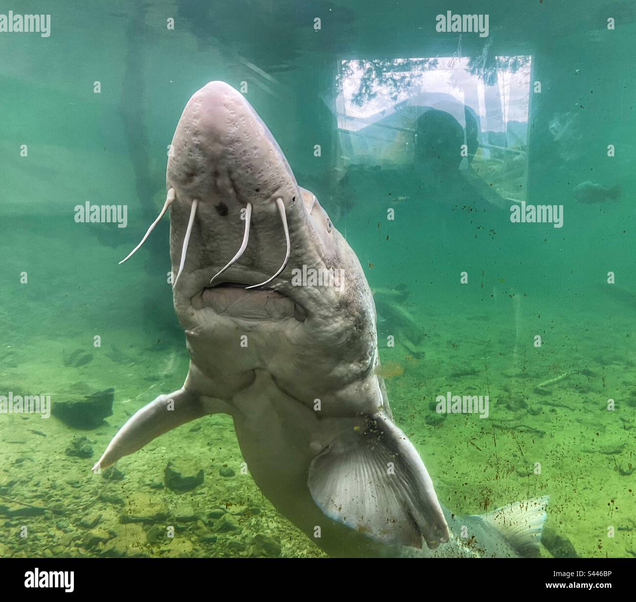 70 year old sturgeon in Oregon Stock Photo - Alamy