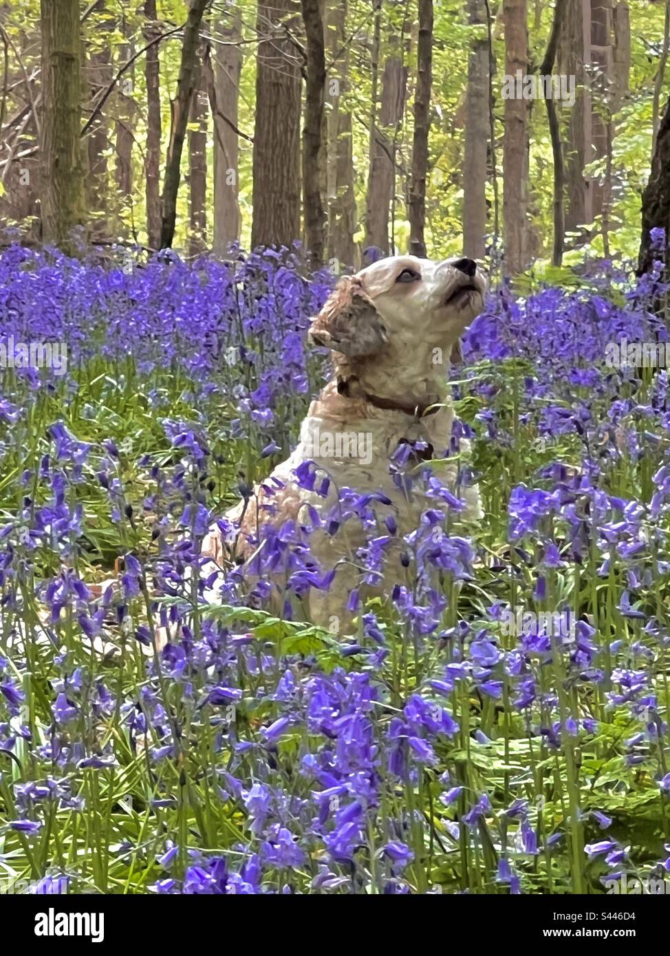 Cute pet cavapoo dog sits among the wild bluebells (hyacinthoides non ...