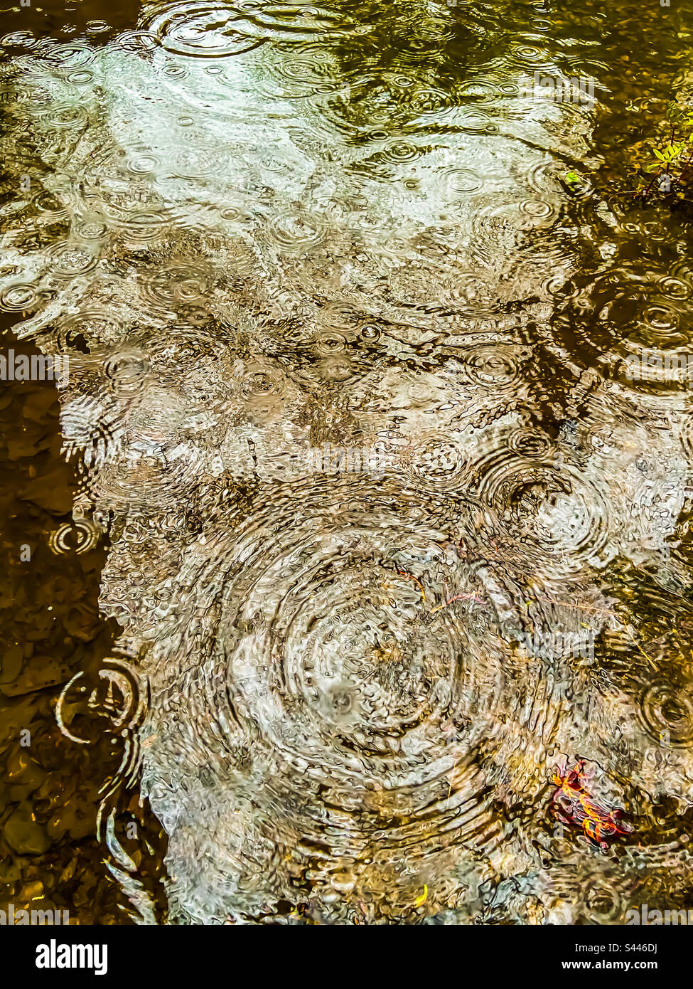 Concentric circles in nature hi-res stock photography and images - Alamy