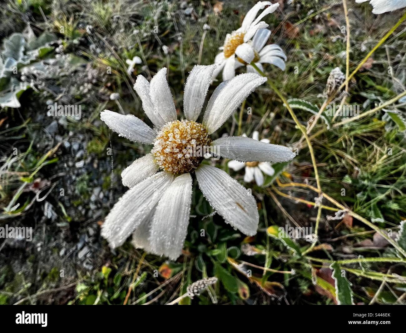 Frozen white flower hi-res stock photography and images - Alamy