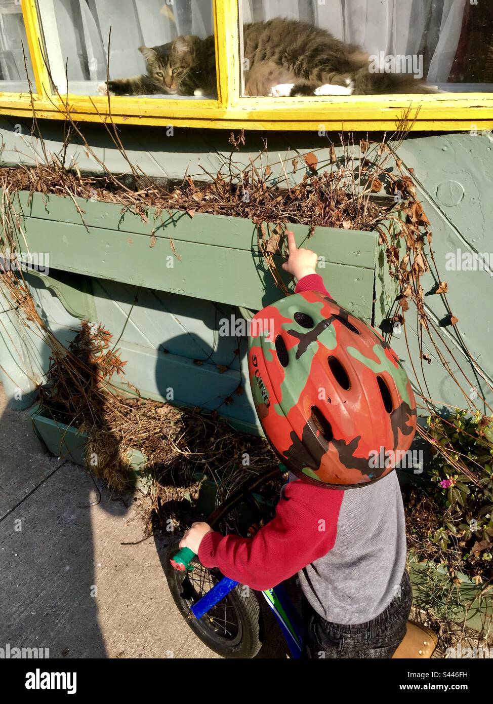 That’s my cat. Kids and animals. A toddler on a balance bike points to a cat sunning in the ...