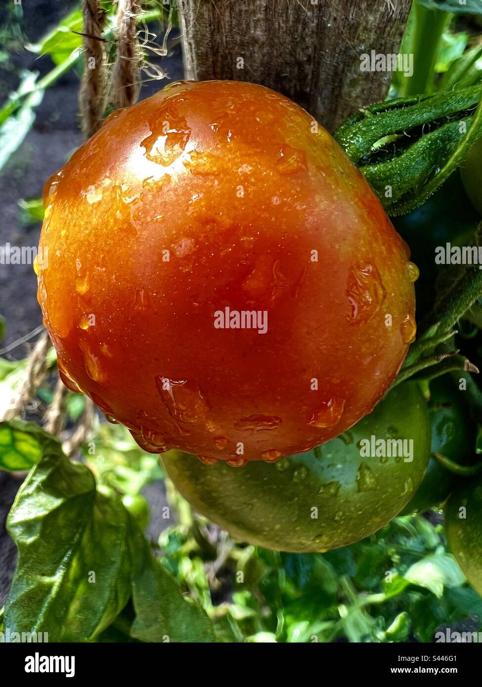 Rain tomato hi-res stock photography and images - Alamy