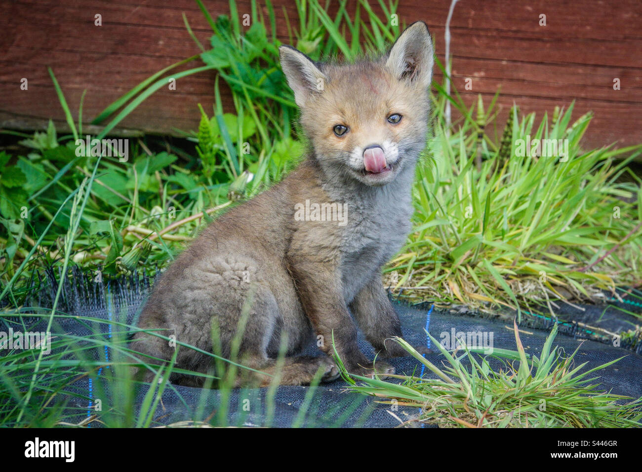 Urban foxes - Young fox cub licks his lips and play in a suburban ...
