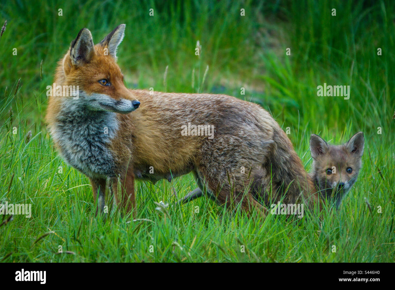 Urban foxes - A vixen with her fox cub play in a suburban garden in ...