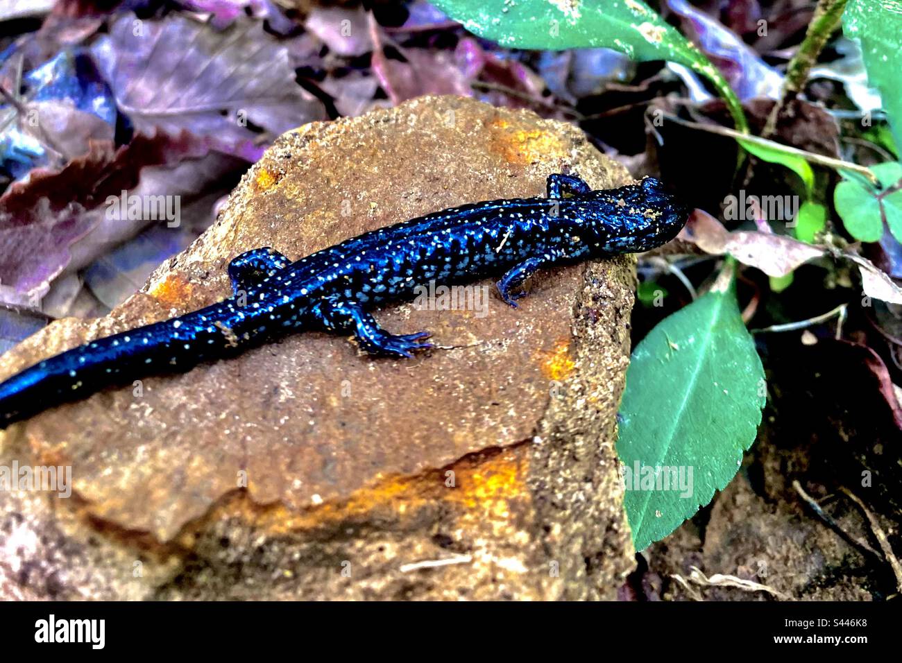 Slimy salamander hi-res stock photography and images - Alamy