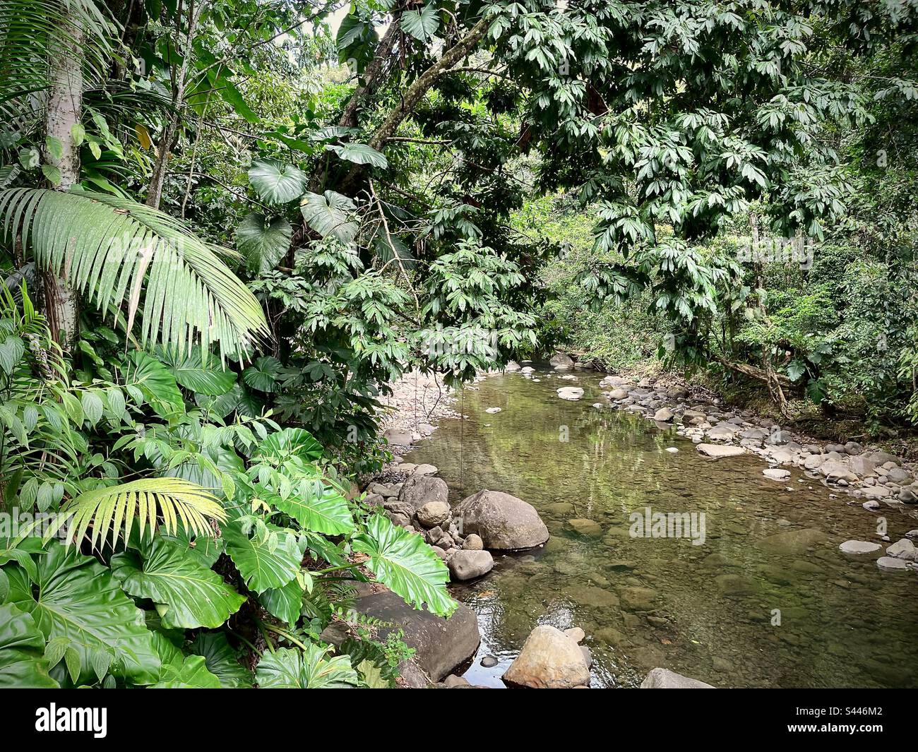 Tropical rainforest photo hi-res stock photography and images - Alamy