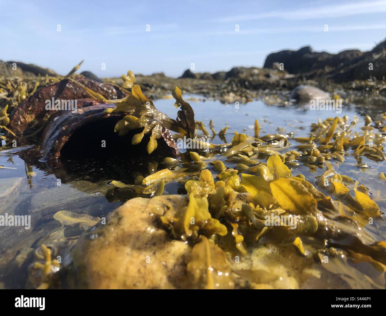 Rockpool hi-res stock photography and images - Alamy