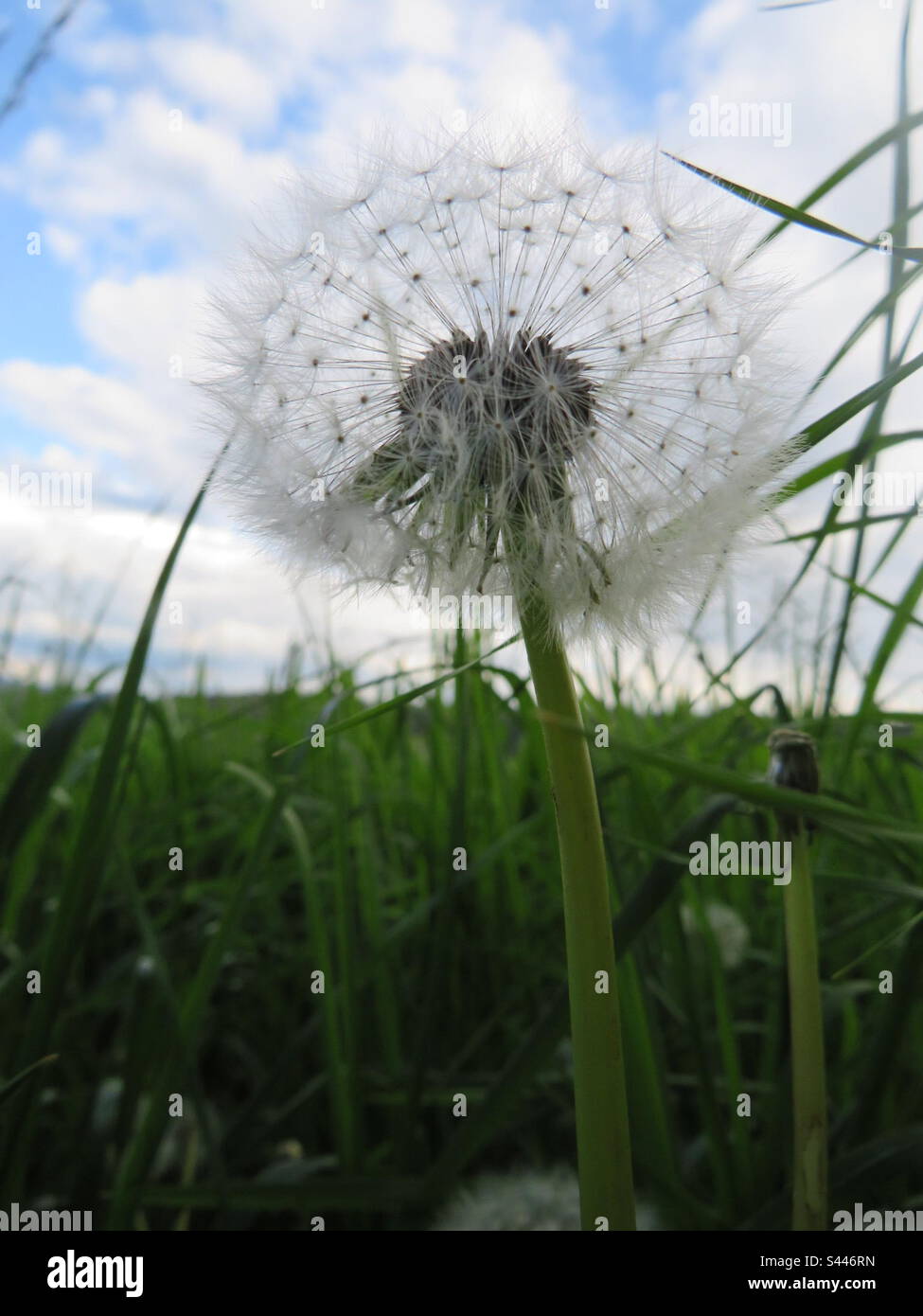 Lowenzahn dandelion hi-res stock photography and images - Alamy