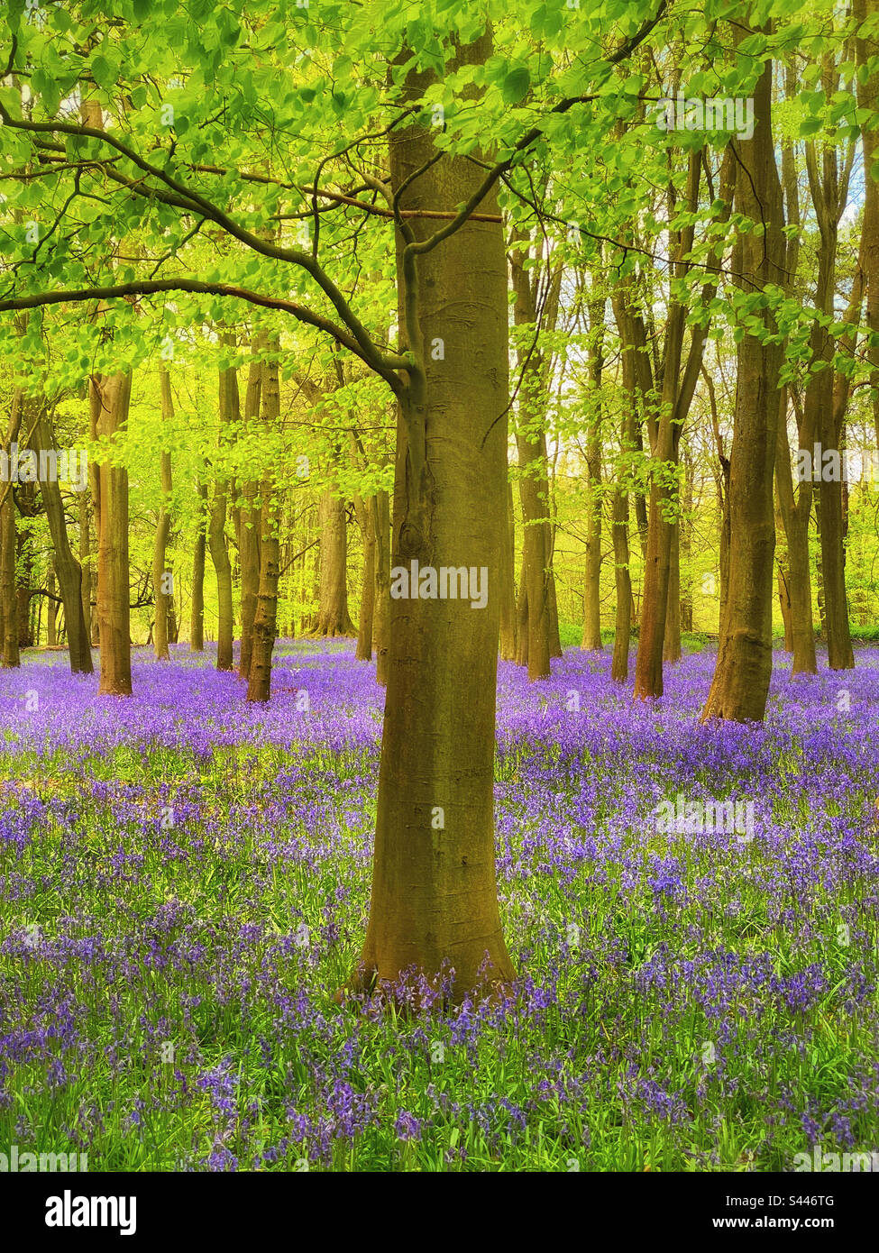 A classic & iconic British woodland scene-the springtime blooming of ...