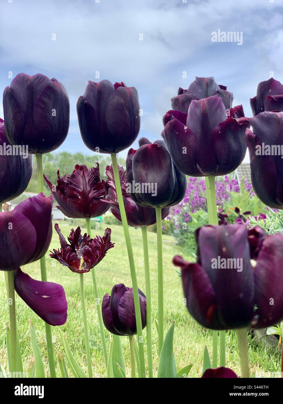 Tulip flowers ‘Queen of night’ and ‘black parrot’ growing in a flower ...