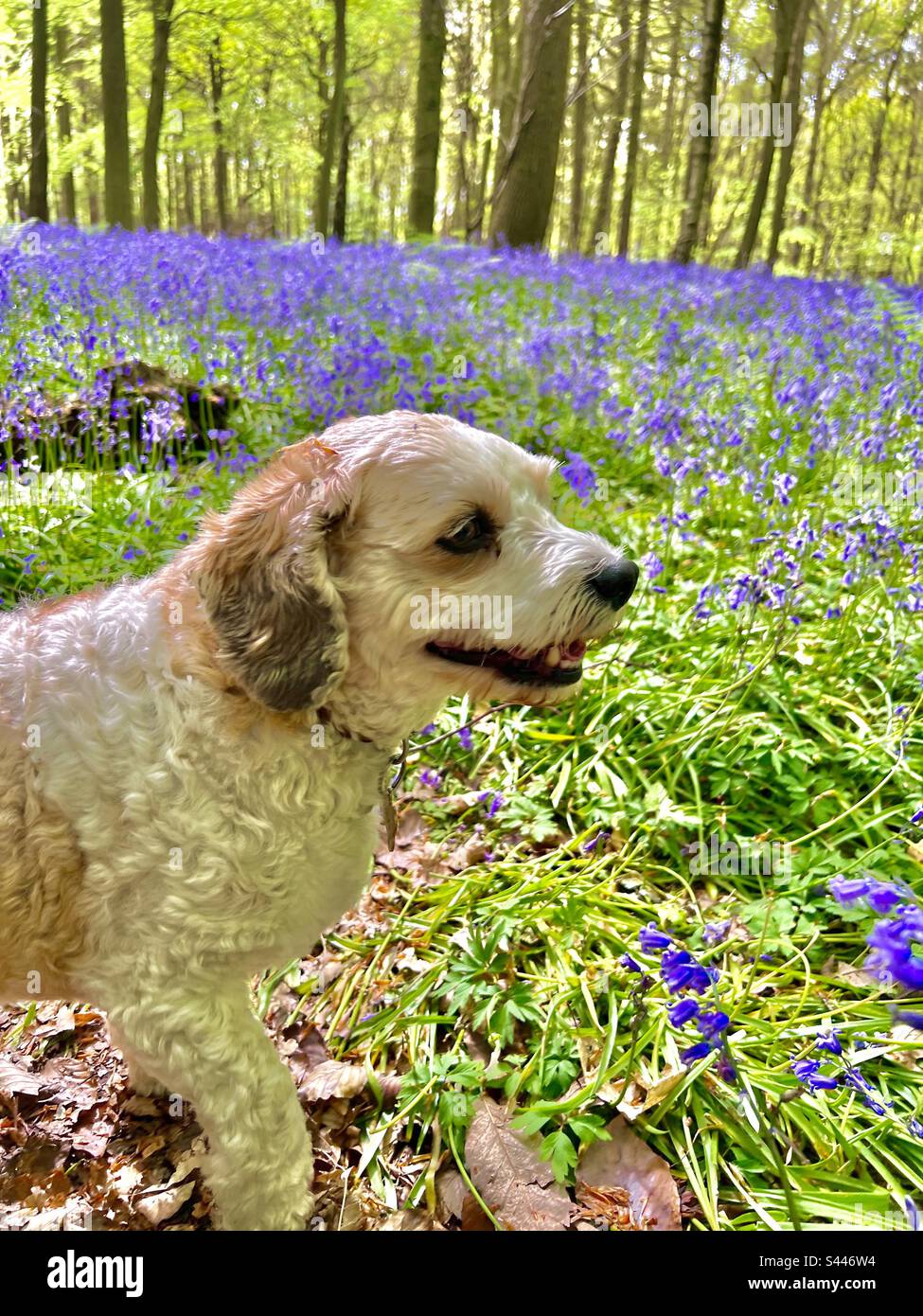Pretty cavapoo dog walks through an English woodland with wild ...