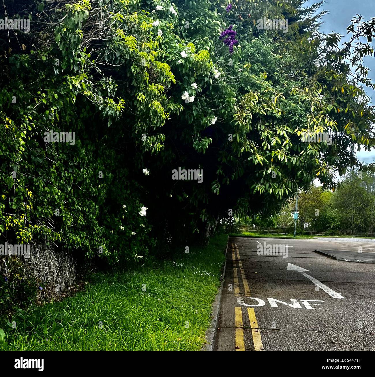 Trees hanging hi-res stock photography and images - Alamy