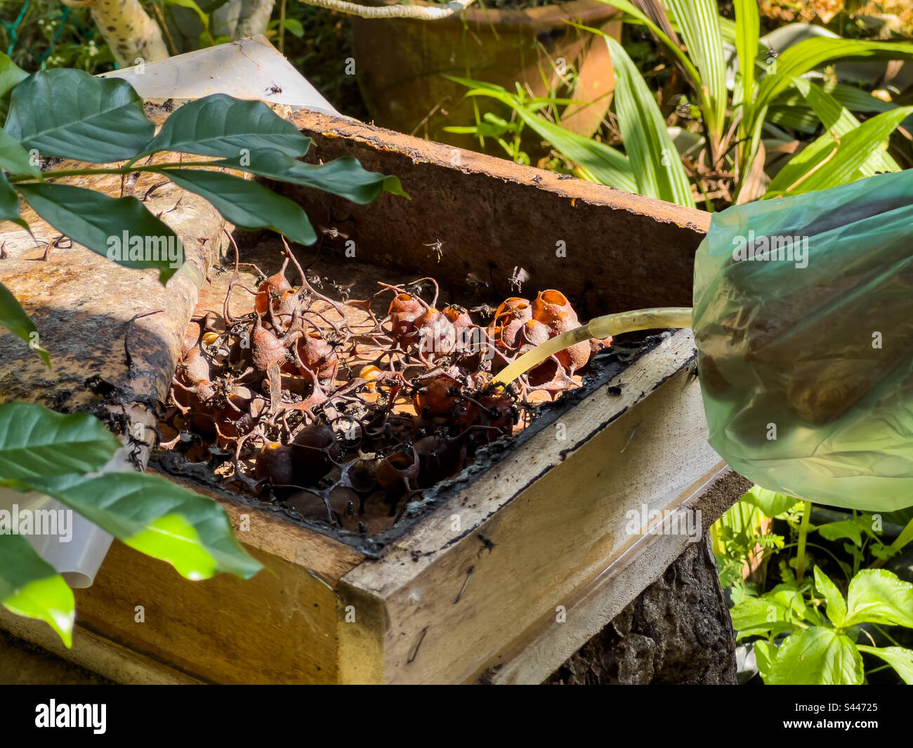 Simply meliponines hi-res stock photography and images - Alamy