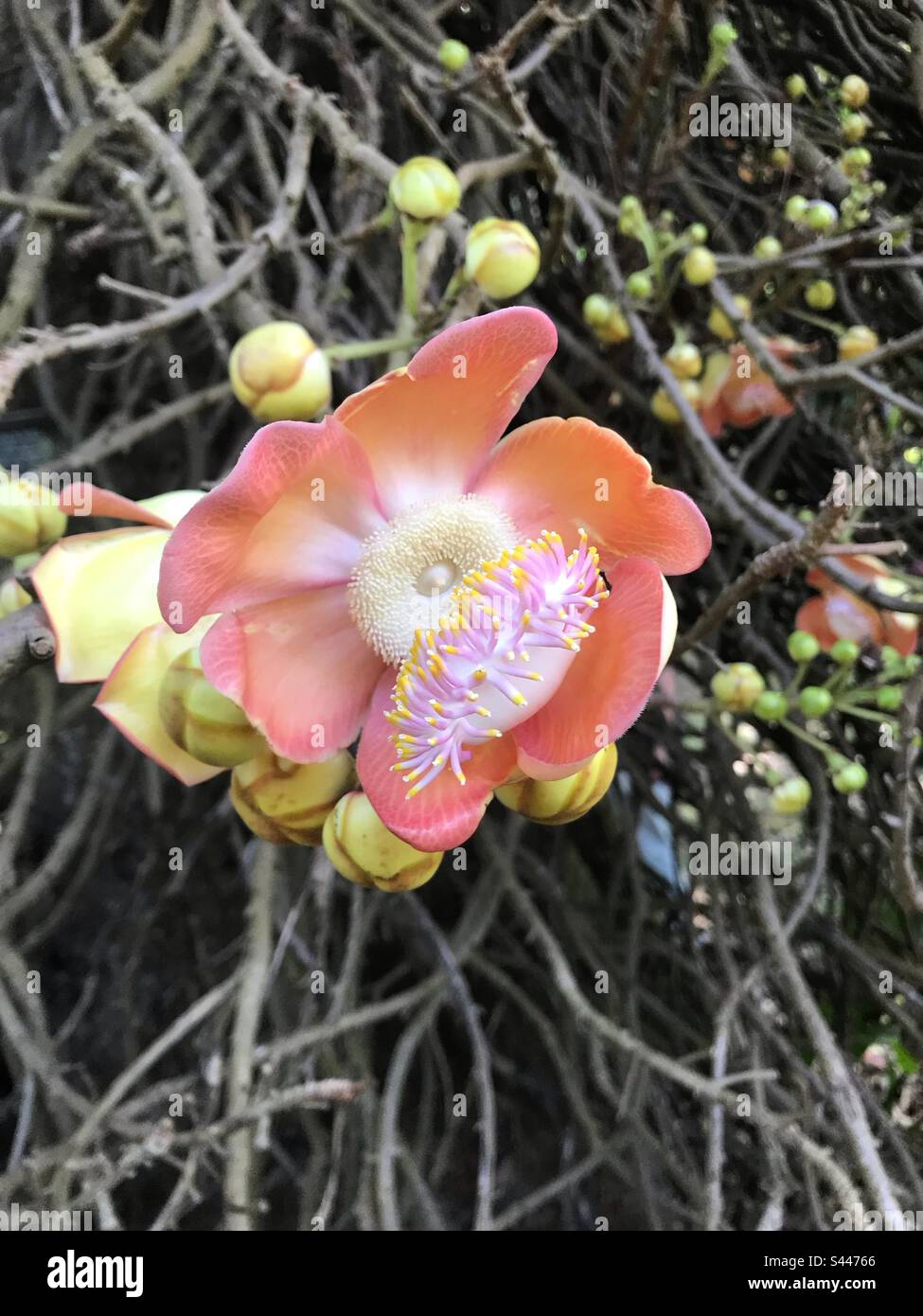 Cannon ball flower hi-res stock photography and images - Alamy