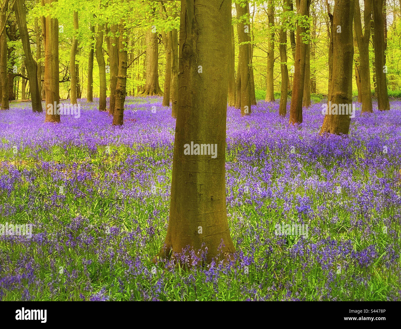 A British Woodland scene depicting a carpet of bluebell (Hyacinthodes ...