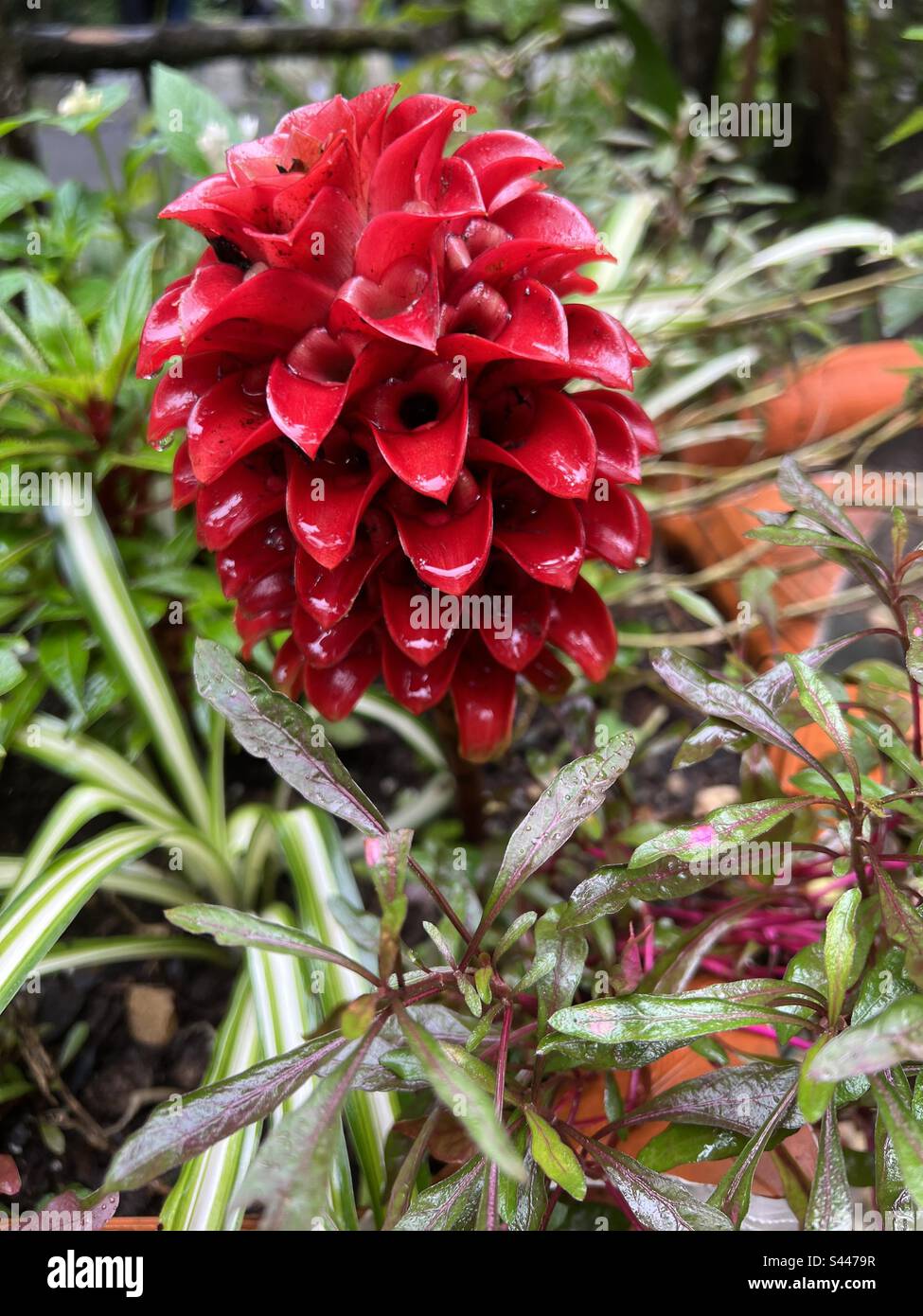 Dominican flower hi-res stock photography and images - Alamy