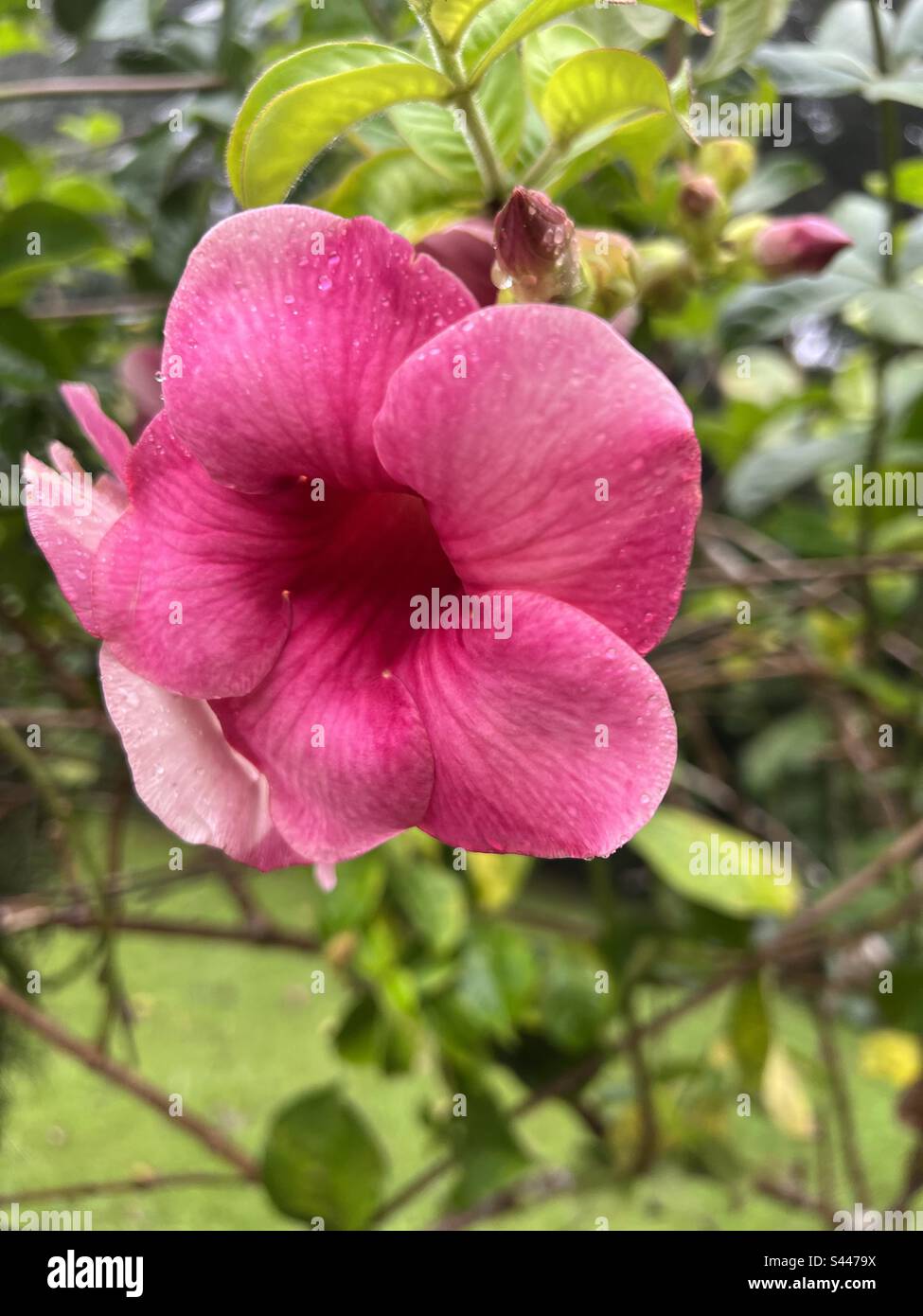 Dominican flower hi-res stock photography and images - Alamy
