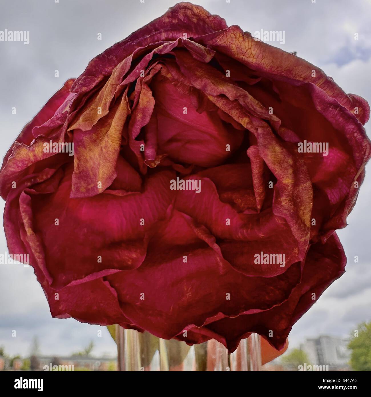 Red Rose Dying Stock Photo - Alamy