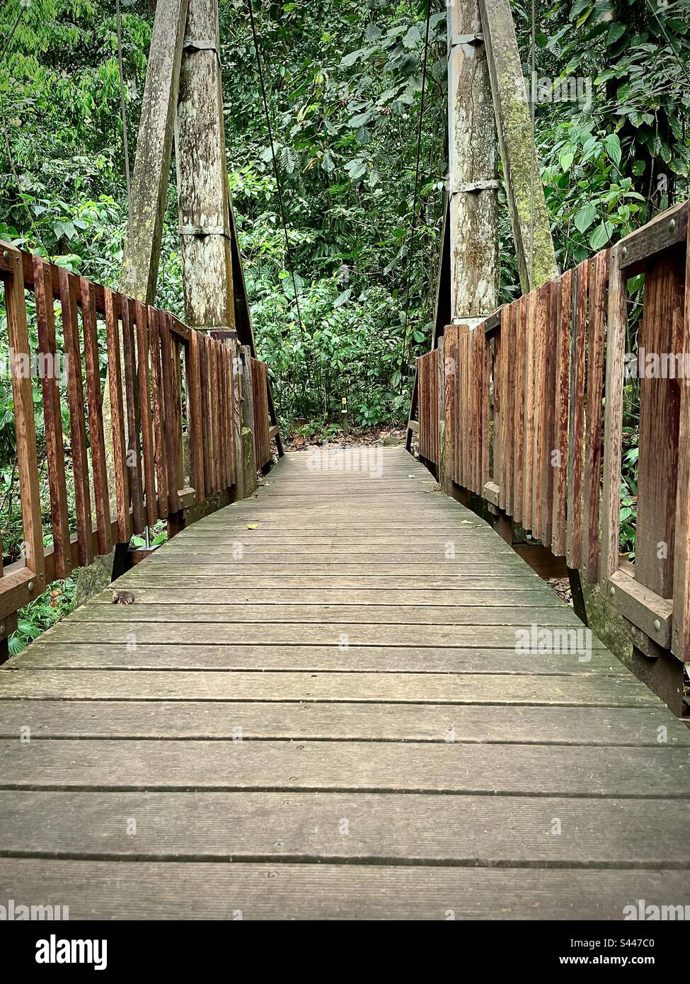 View of a small wooden suspension bridge in a tropical forest. Photo ...