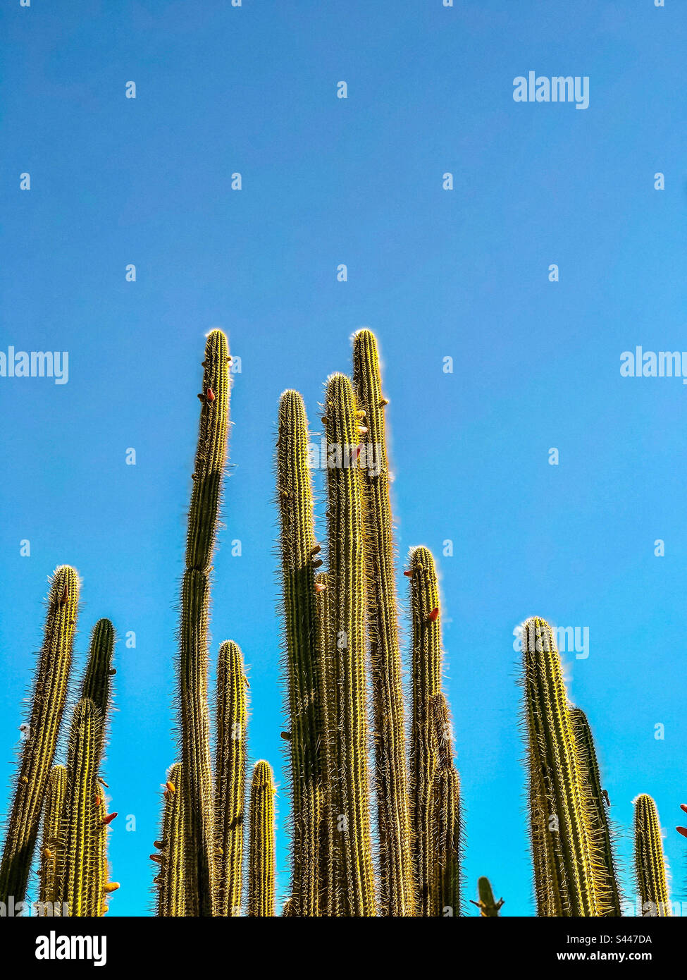 Low angle view of many tall cactus stems, Saguaro cactus against clear blue sky in sunlight ...