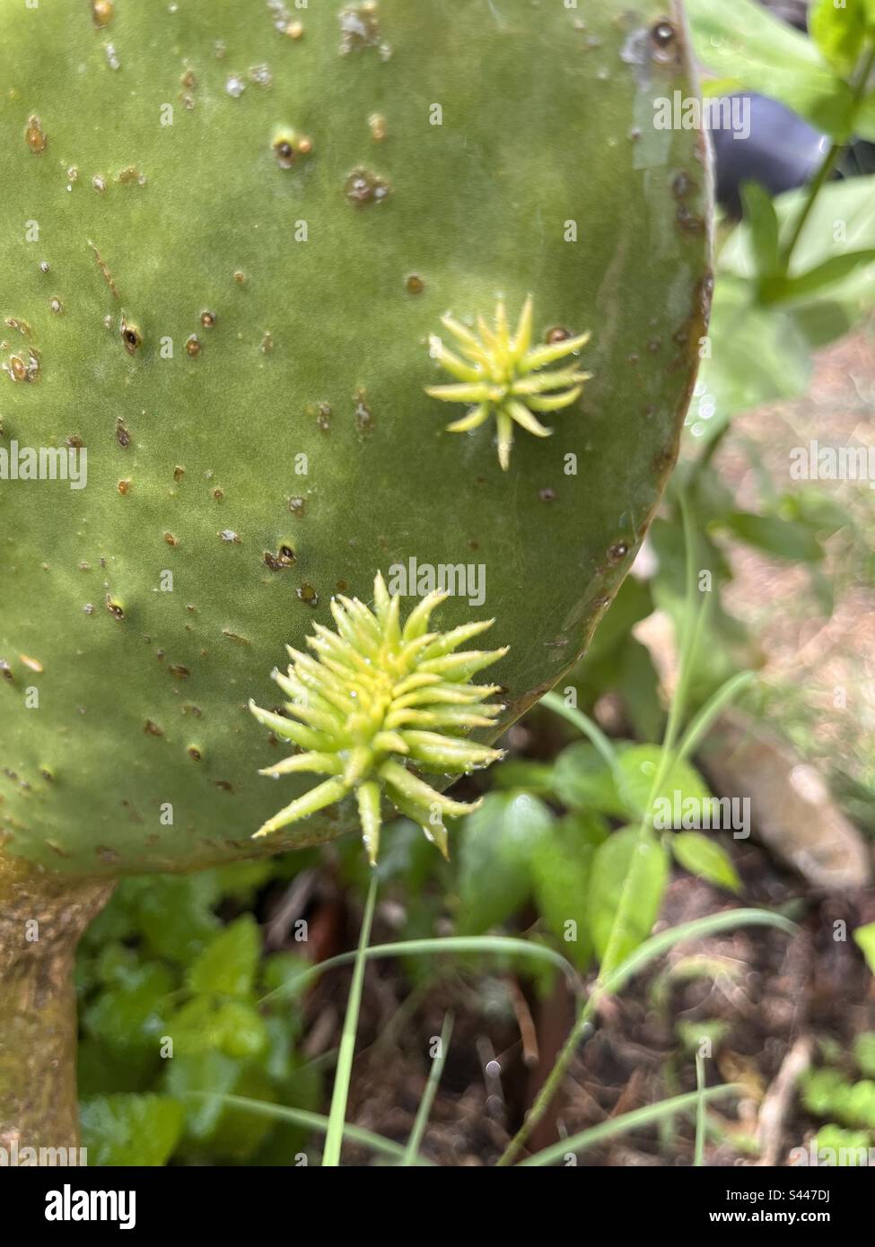 Baby cacti hi-res stock photography and images - Alamy
