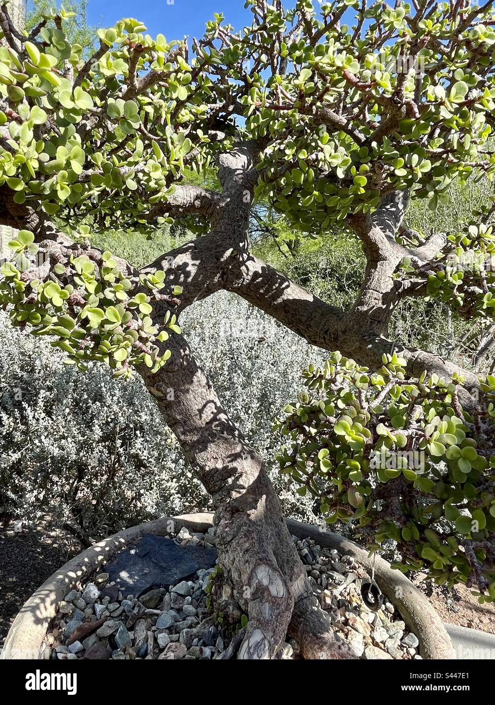 Bonsai elephant plant hi-res stock photography and images - Alamy