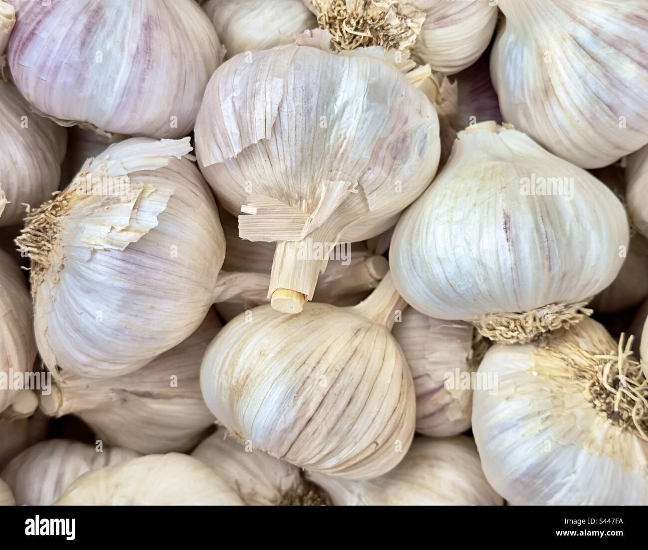 The silvery skins of cloves of garlic offered for sale in a French ...