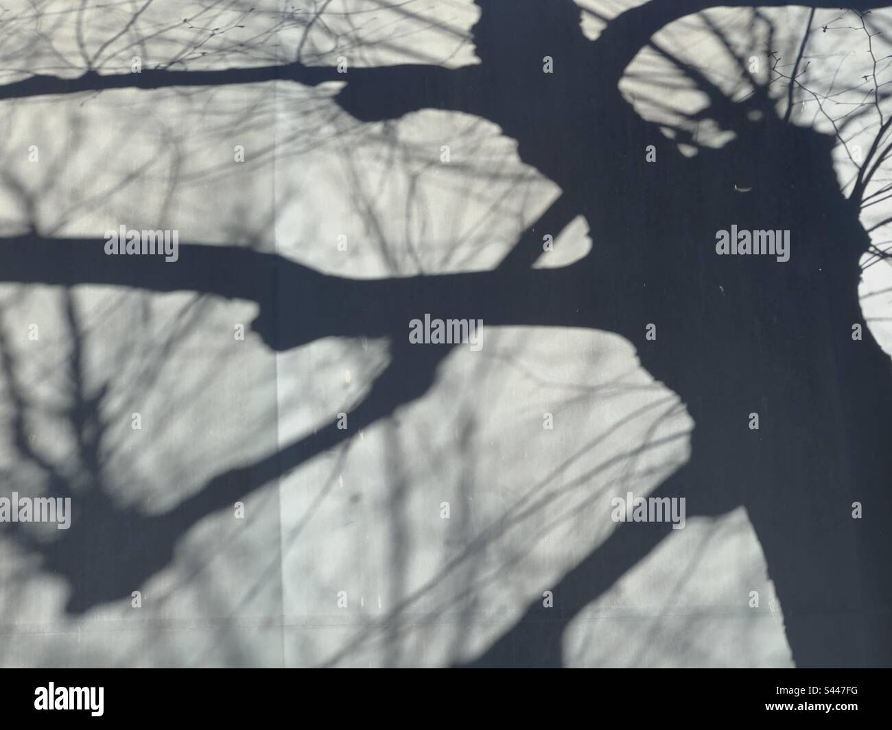 The spooky shadow of a tree Pollarded in the French manner, cast on a ...