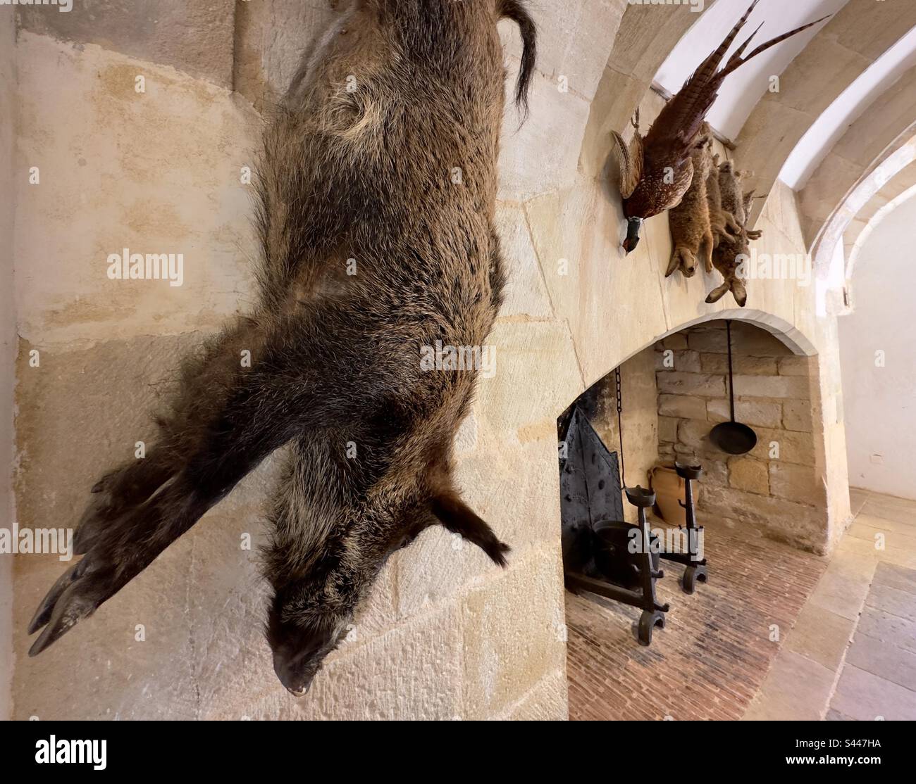 Stuffed animals, including a wild boar or sanglier in the kitchen of a ...