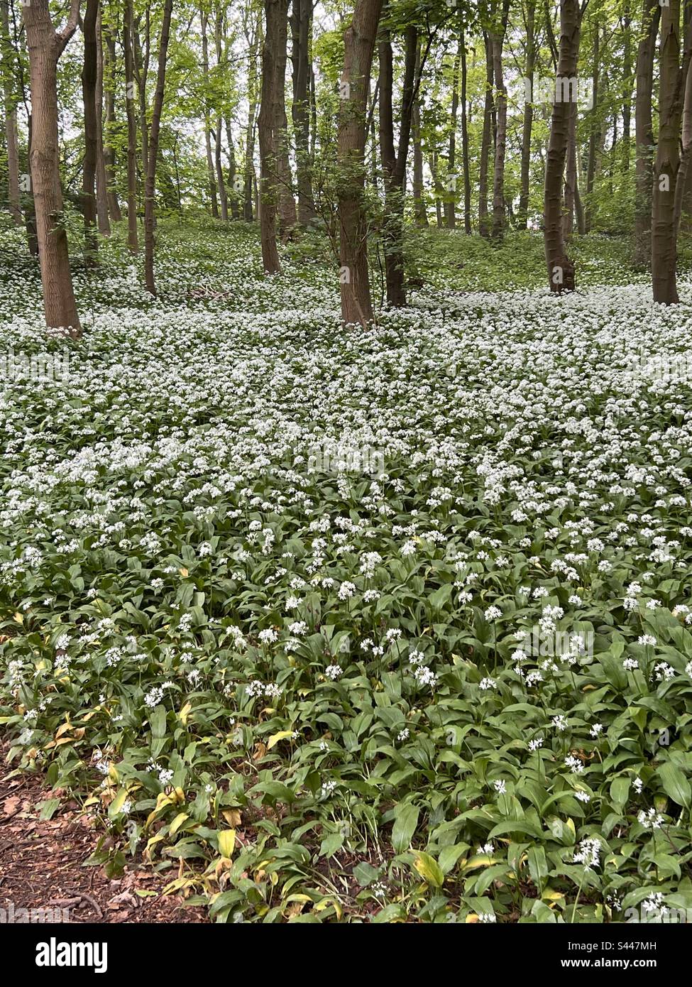 Wild garlic field in the woods in white full bloom Stock Photo - Alamy