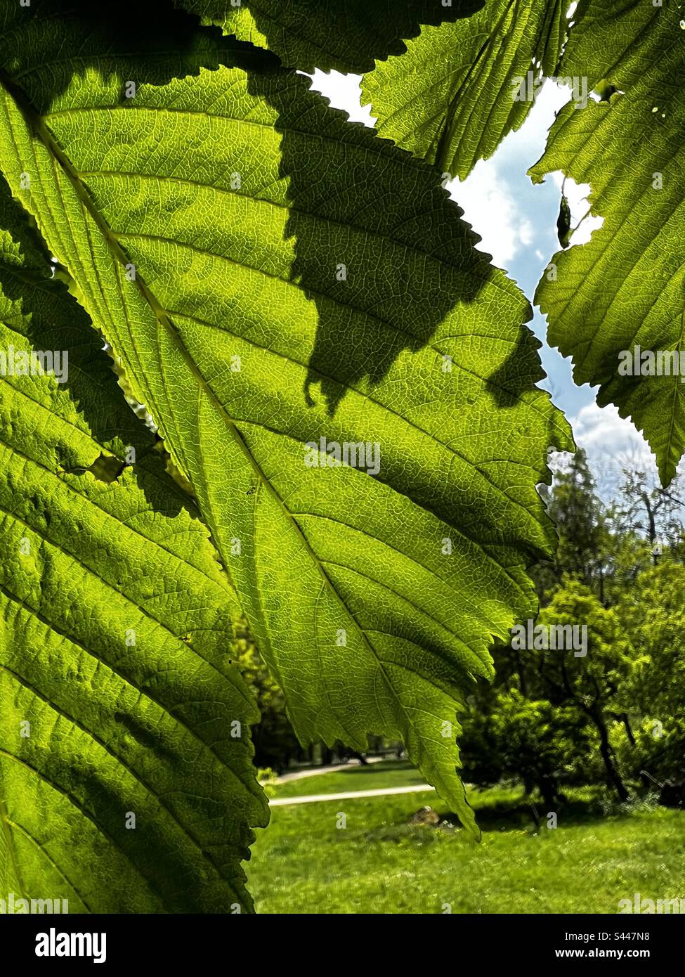 Green sheets hi-res stock photography and images - Alamy