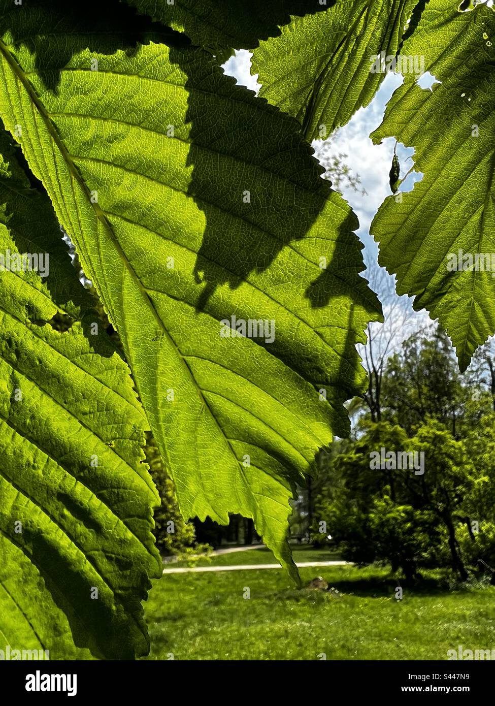 Green sheets hi-res stock photography and images - Alamy