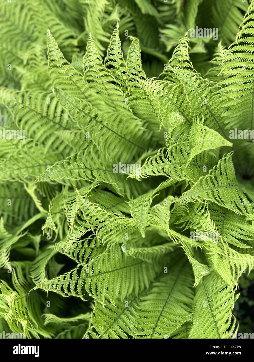 Opening fern hi-res stock photography and images - Alamy