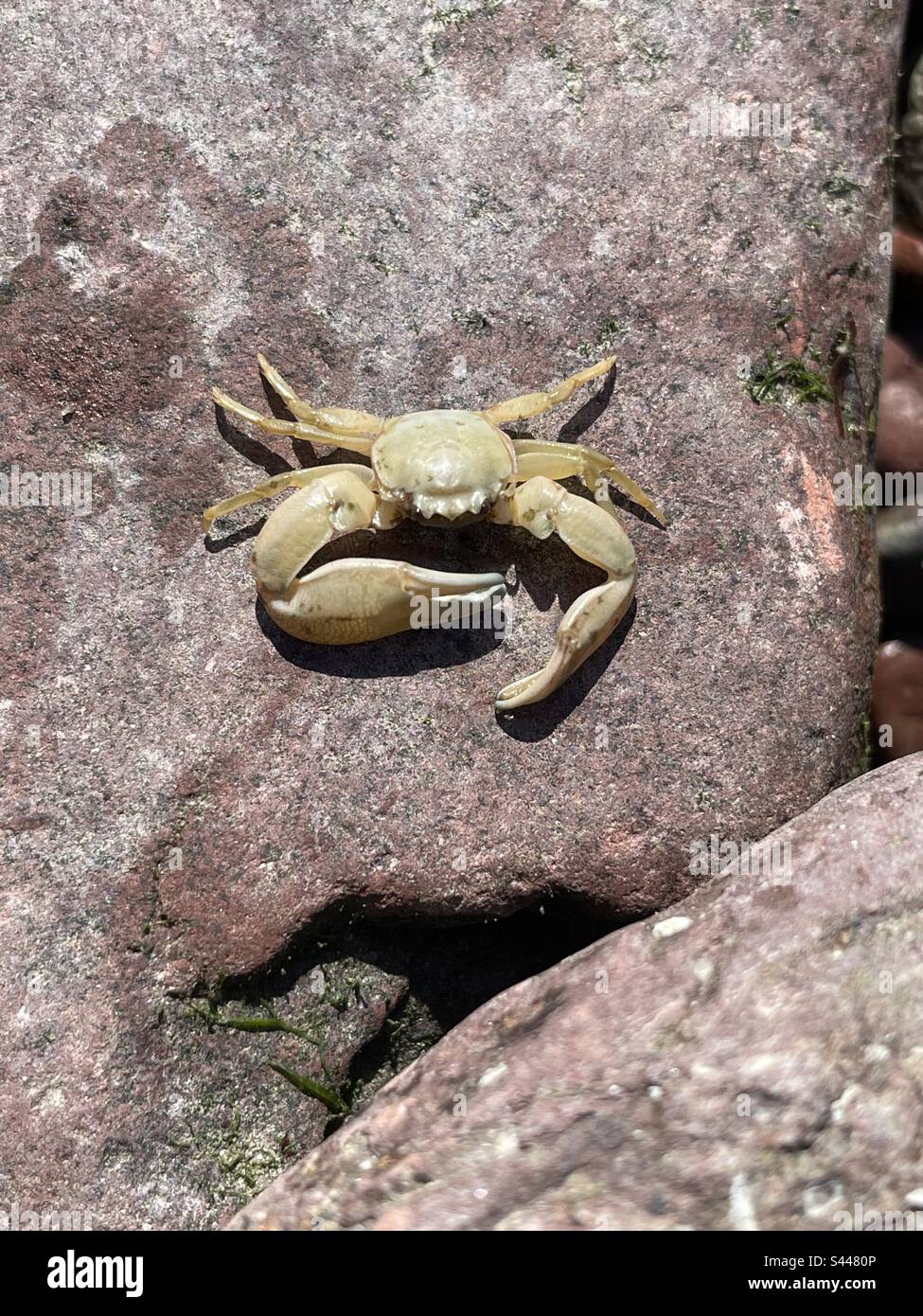 Long clawed porcelain crab (Pisidia longicornis) on the lower seashore ...