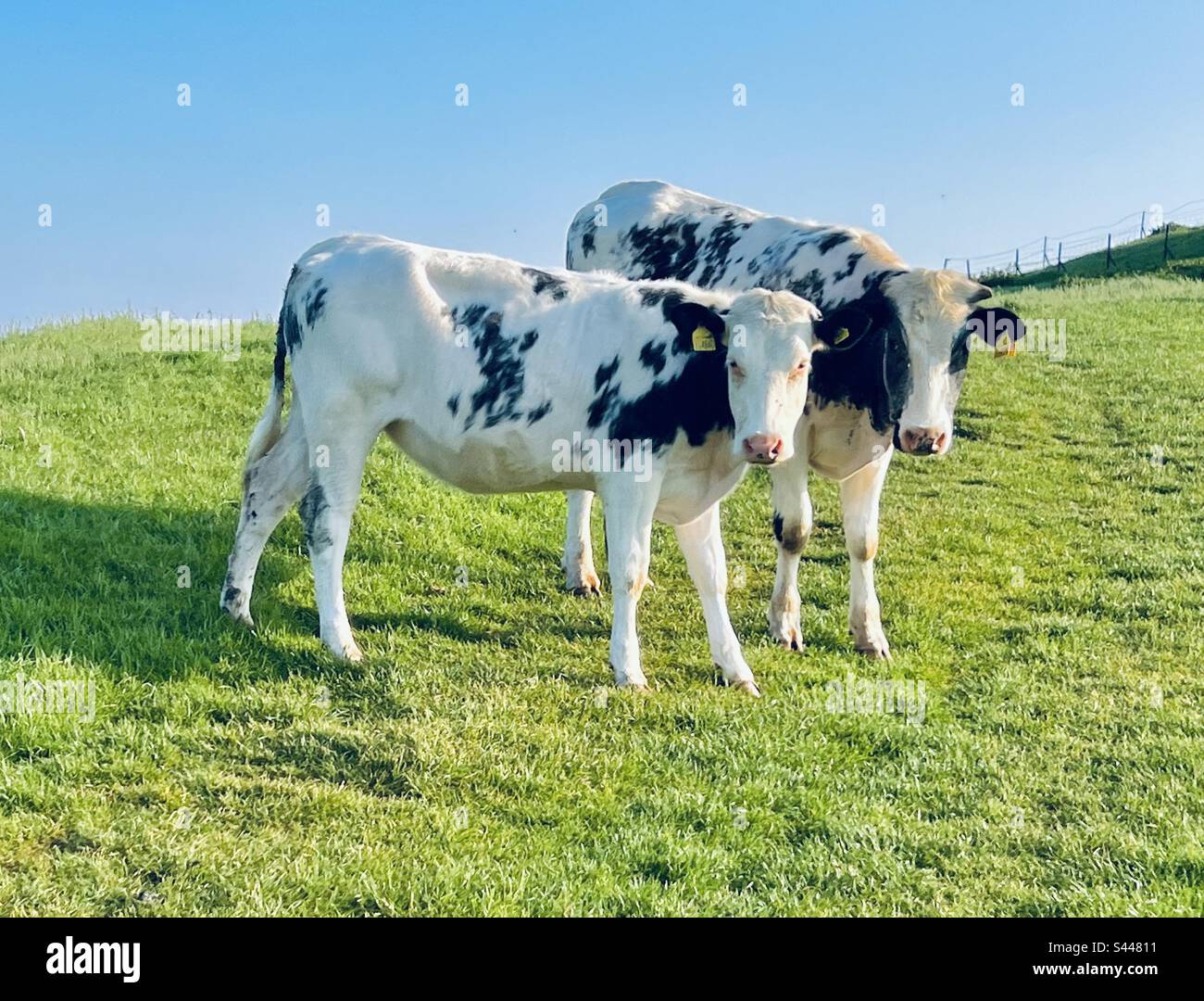 Two cows stop and look at the camera in a bright green field with blue ...