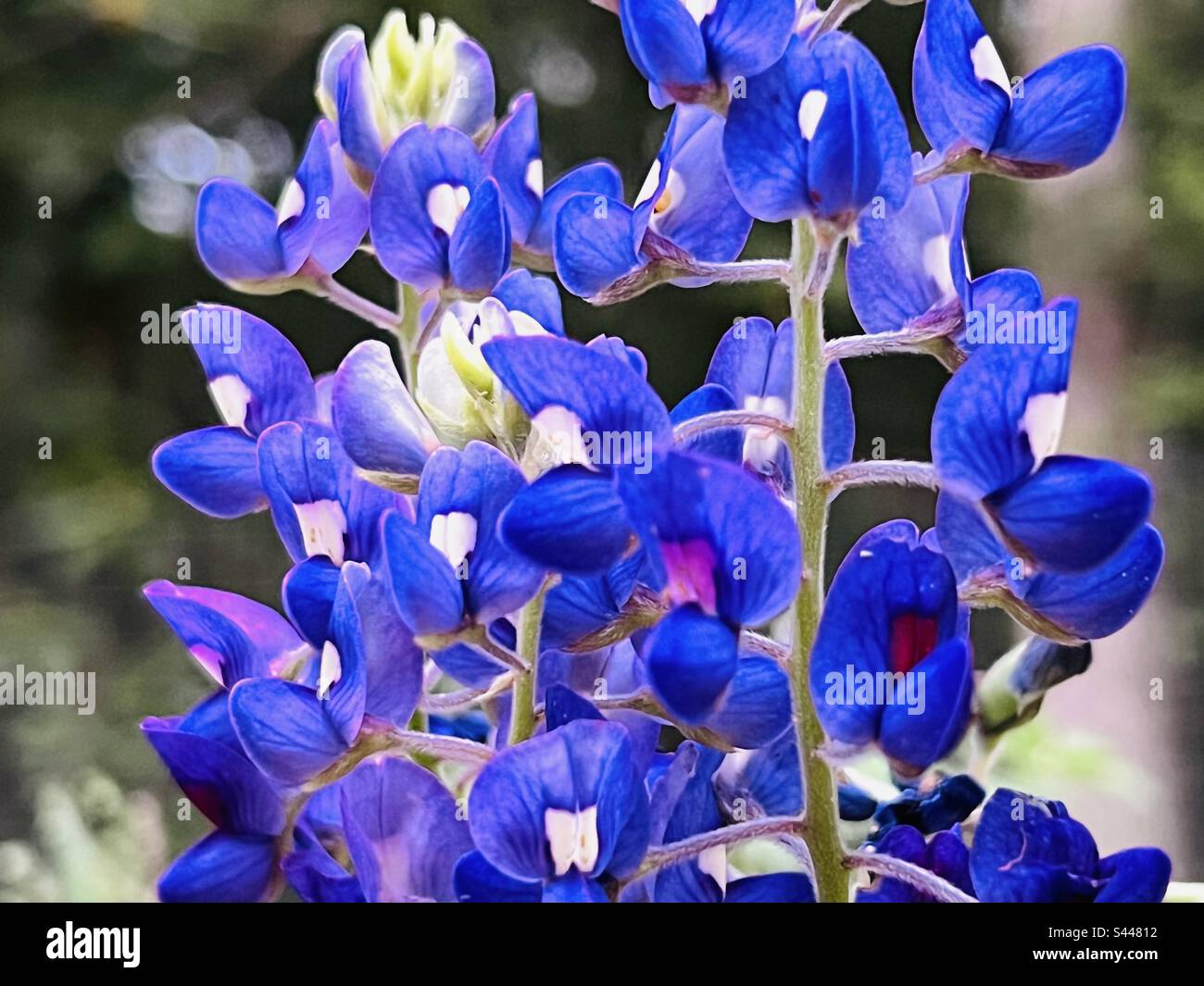 Bluebonnets hi-res stock photography and images - Alamy