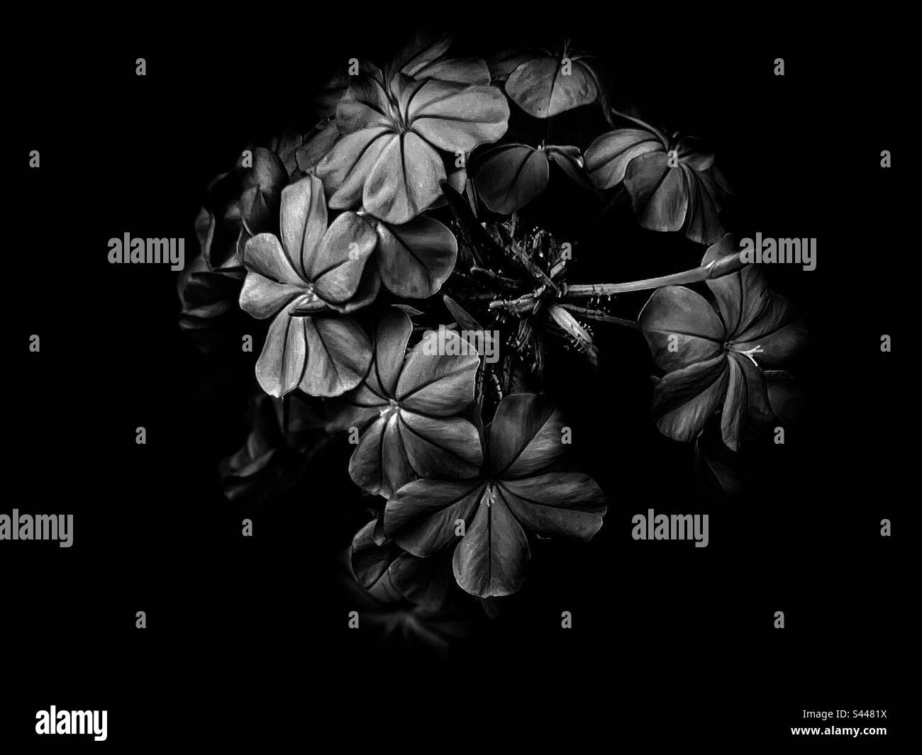 Monochrome petals hi-res stock photography and images - Alamy