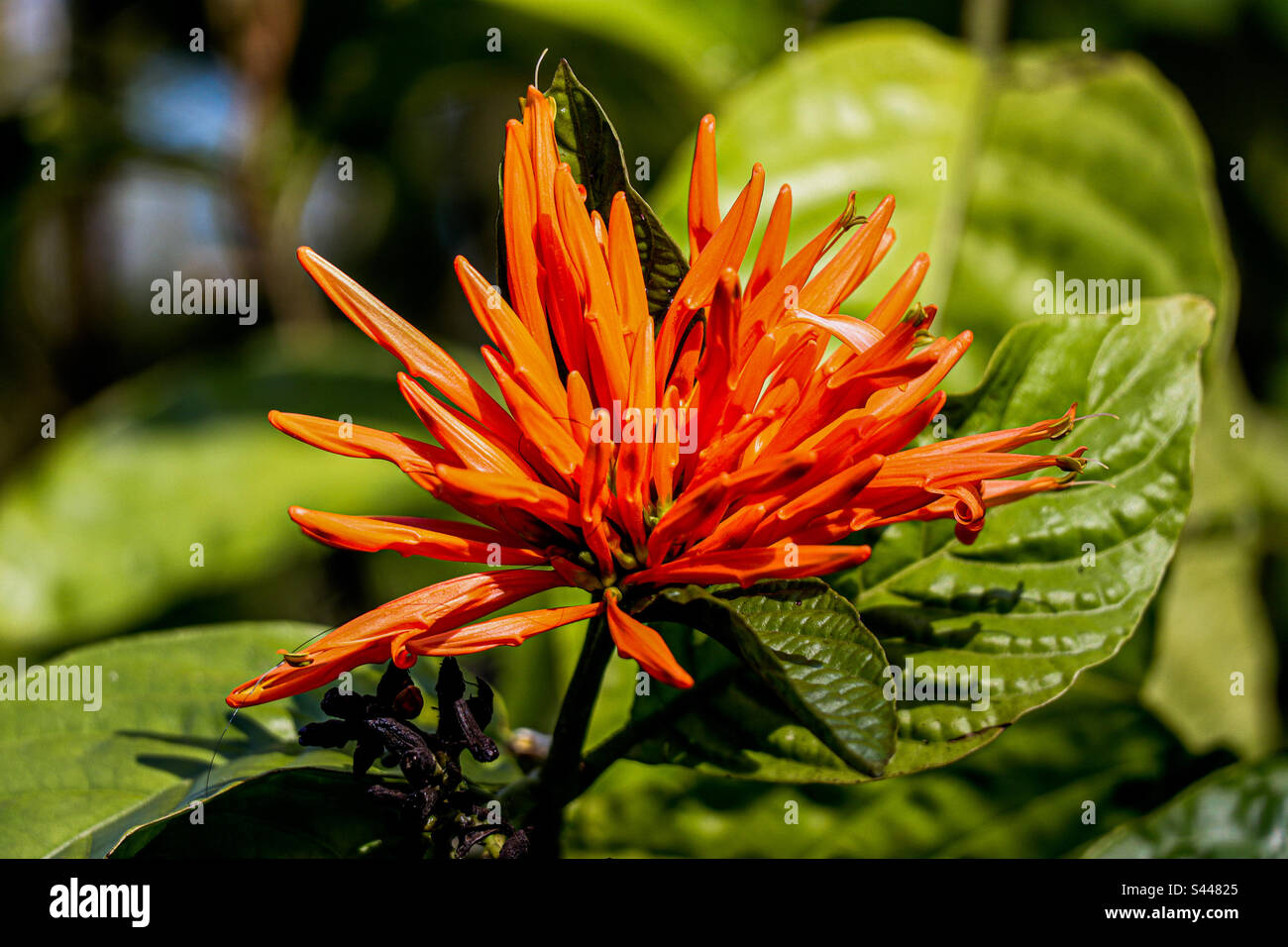 Orange fully bloomed springtime flower Stock Photo - Alamy