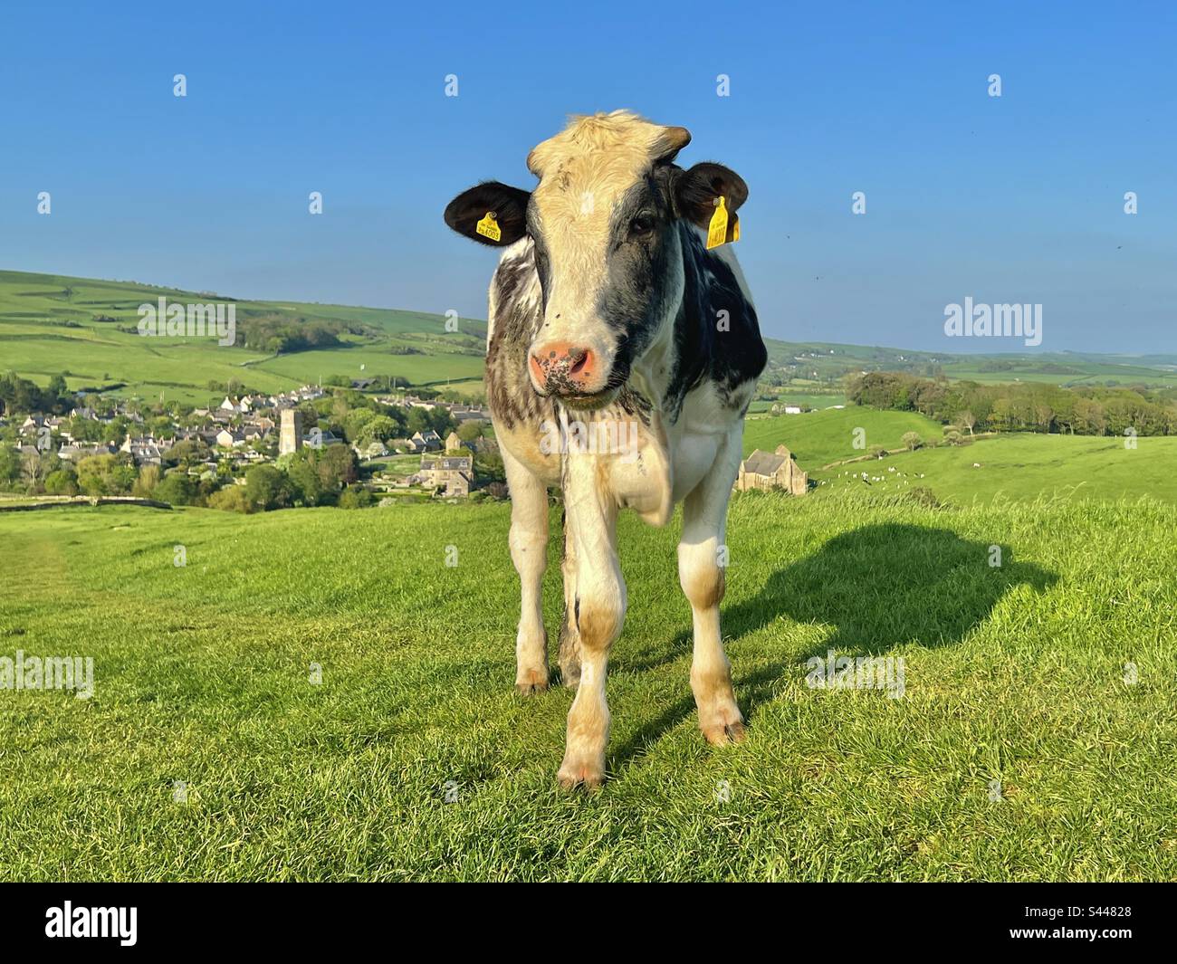 Unreal looking bullock (cow) standing in a bright green field in front ...