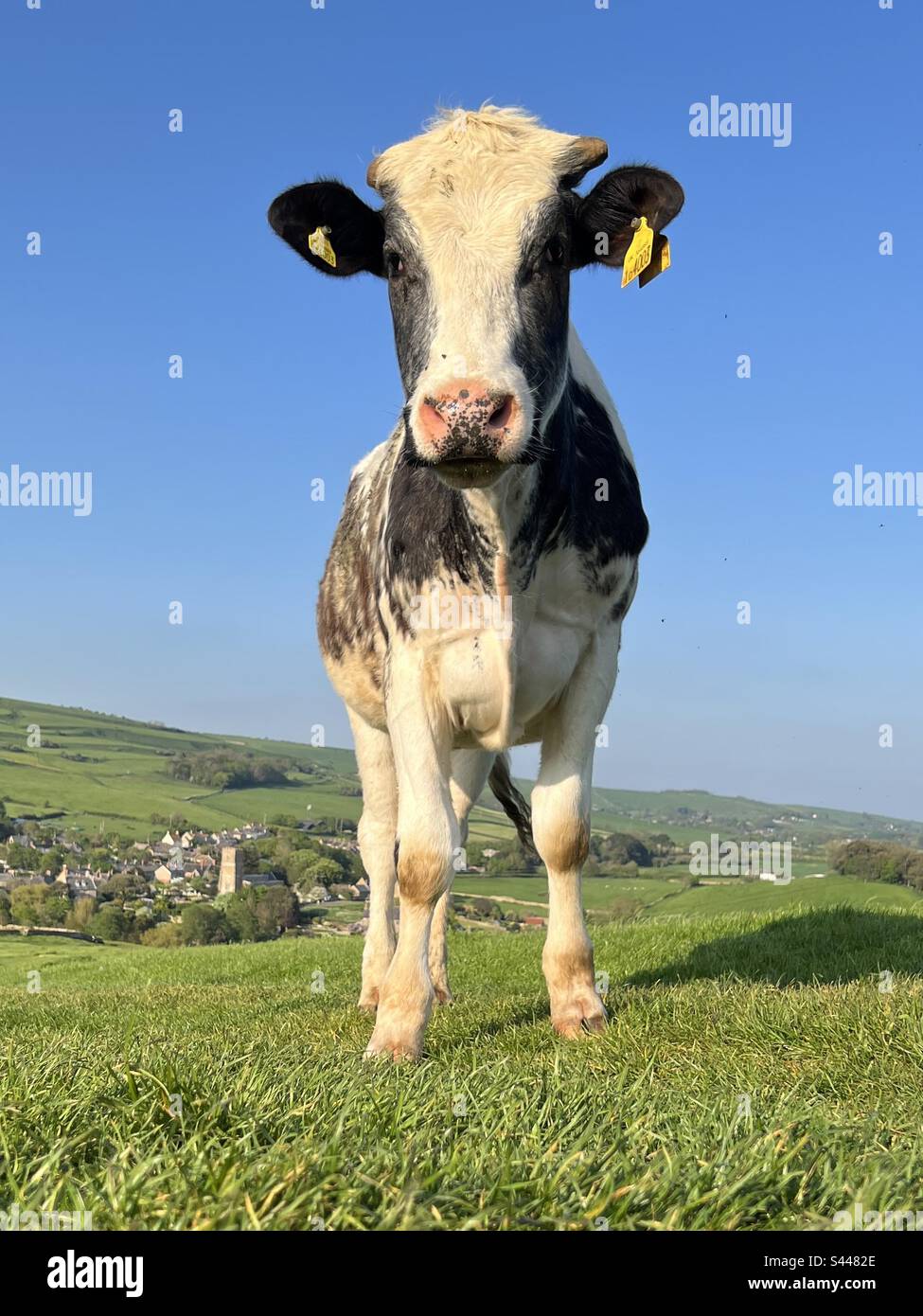 Cow standing up hi-res stock photography and images - Alamy