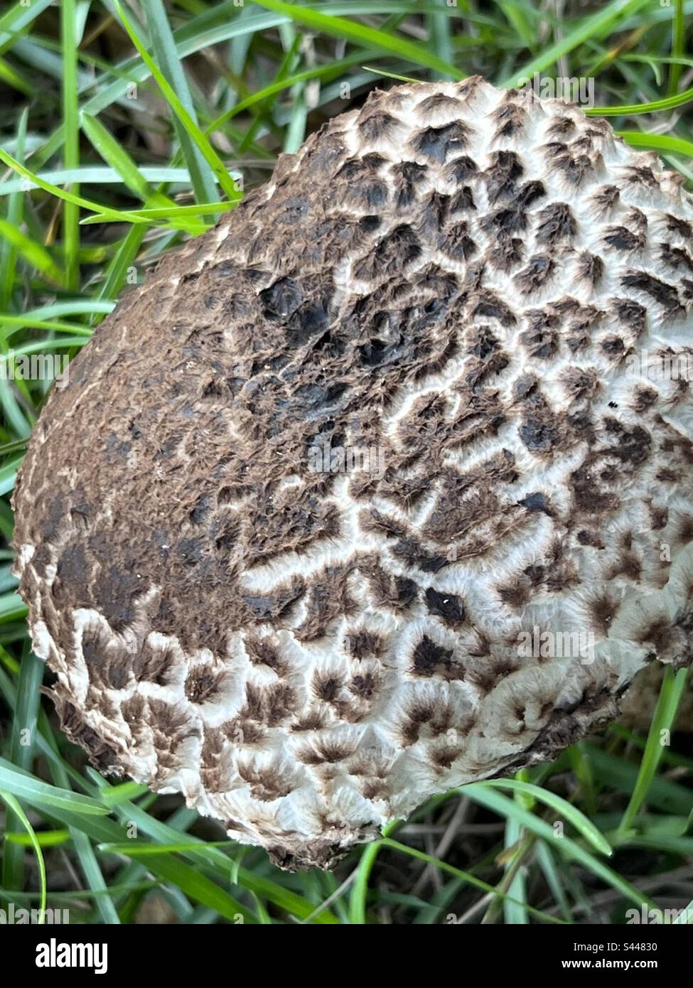 Fuzzy wild mushroom hi-res stock photography and images - Alamy