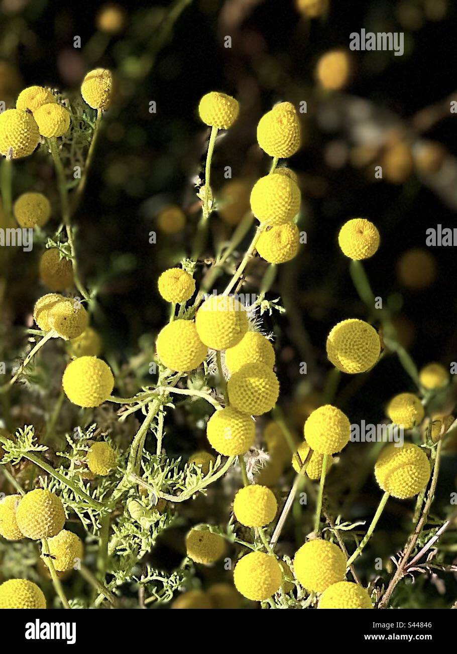 Oncosiphon piluliferum hi-res stock photography and images - Alamy