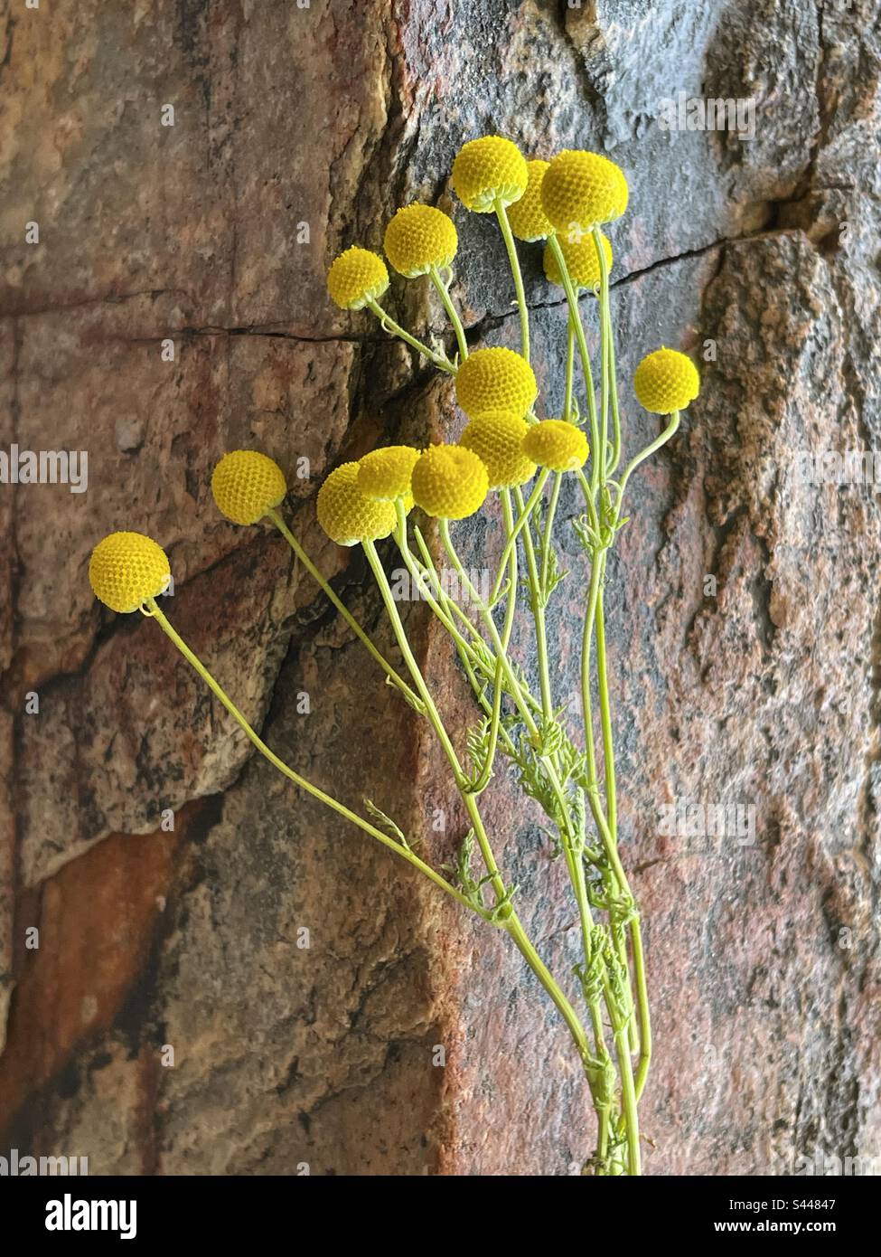 Closeup, Bright yellow, desert ground cover, Oncosiphon piluliferum ...