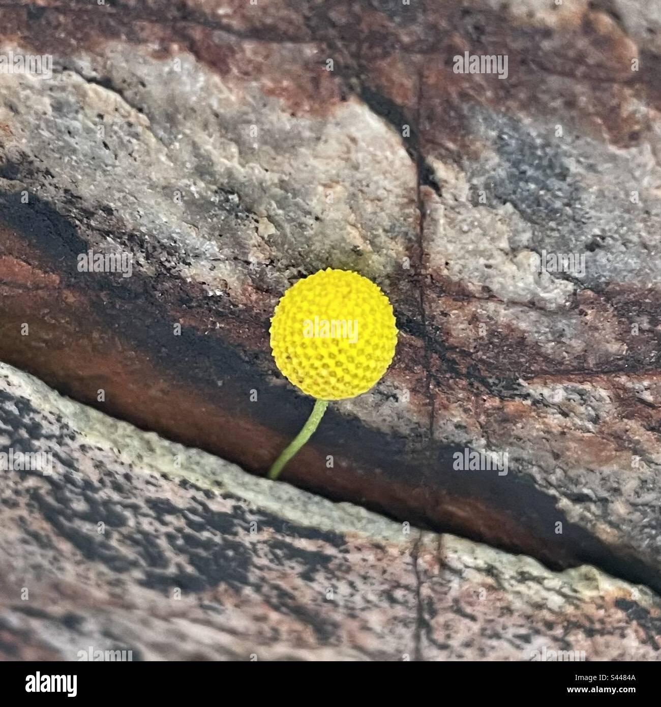 Complex spherical structure hi-res stock photography and images - Alamy