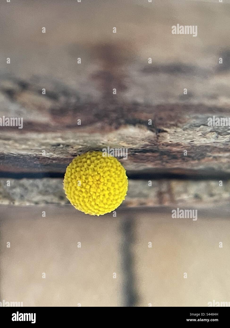 Spherical structure hi-res stock photography and images - Alamy