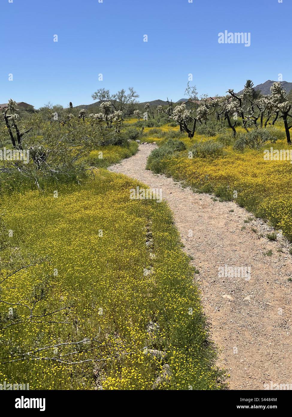 Trail through bright yellow, desert ground cover, Oncosiphon ...